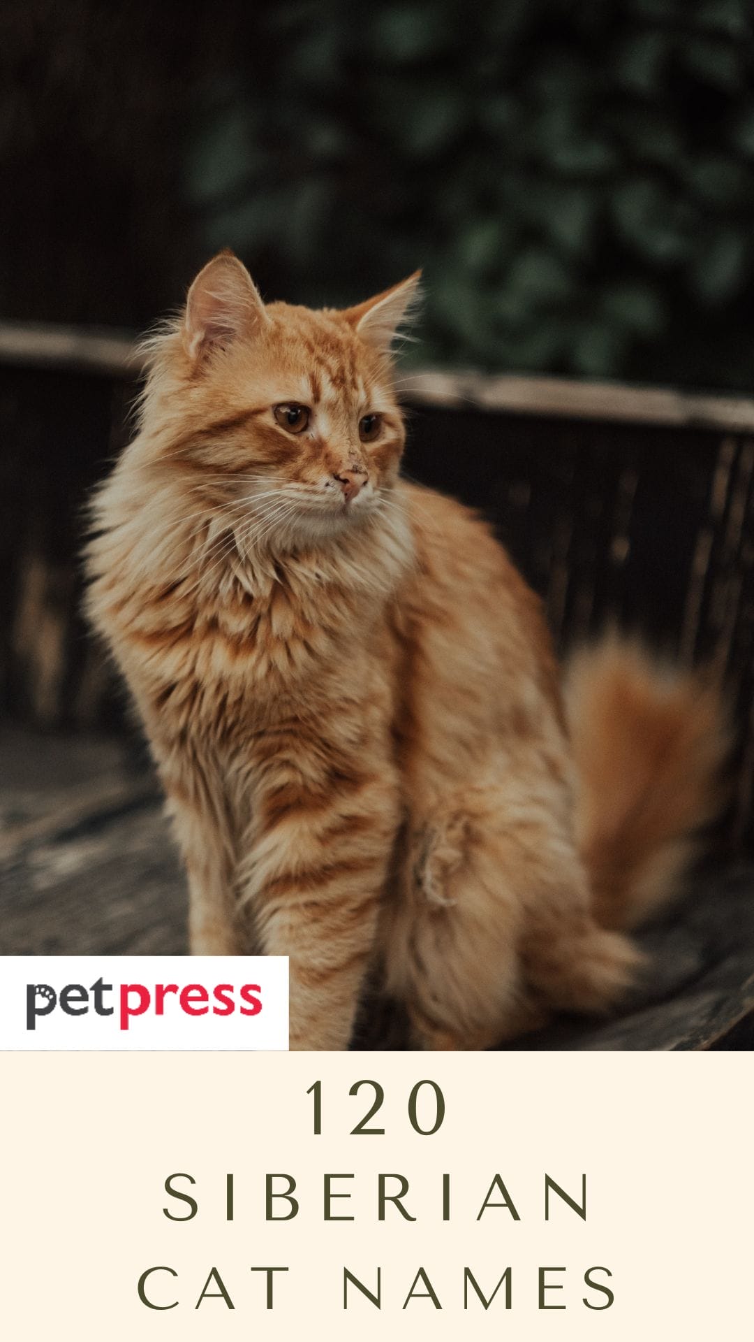 120 Greatest Siberian Cat Names - PetPress
