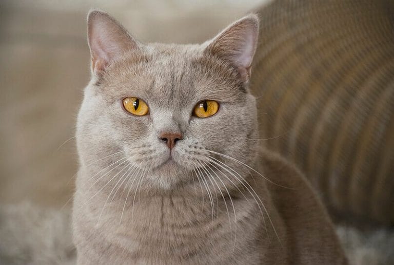 350 Spanish Cat Names: Best Names for Spanish Kittens