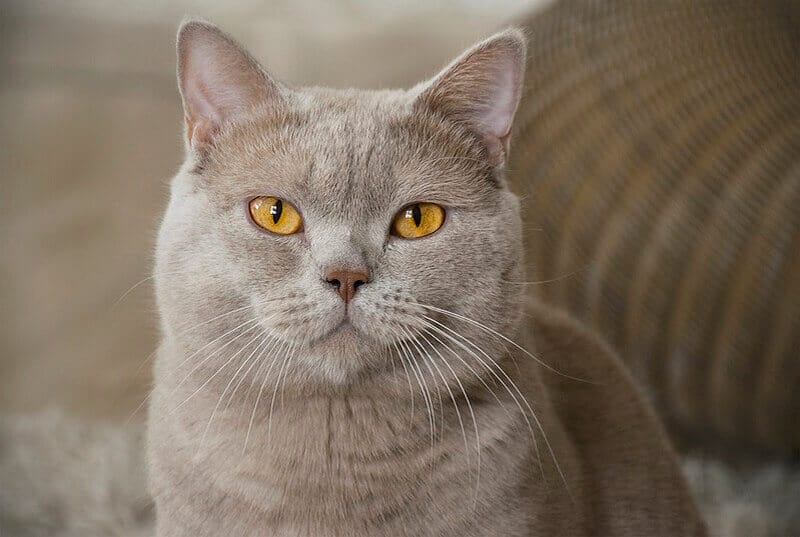 350 Spanish Cat Names: Best Names for Spanish Kittens