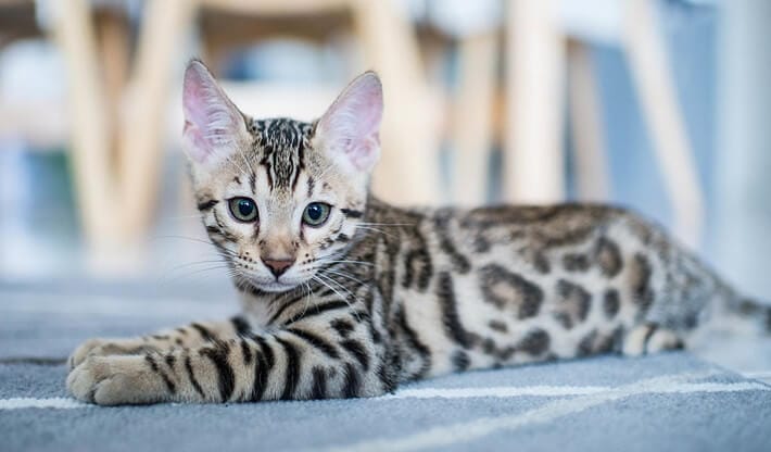 Best Spotted Cat Names: List of 150+ Names for Spotted Cats