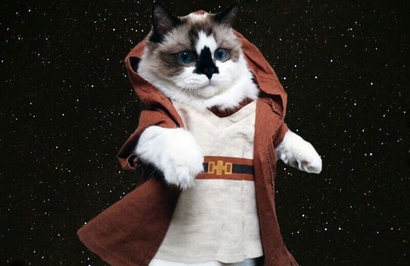Top 105 Star Wars Cat Names for Your Jedi Cats - PetPress Top 105 Star Wars Cat Names for Your Jedi Cats - PetPress