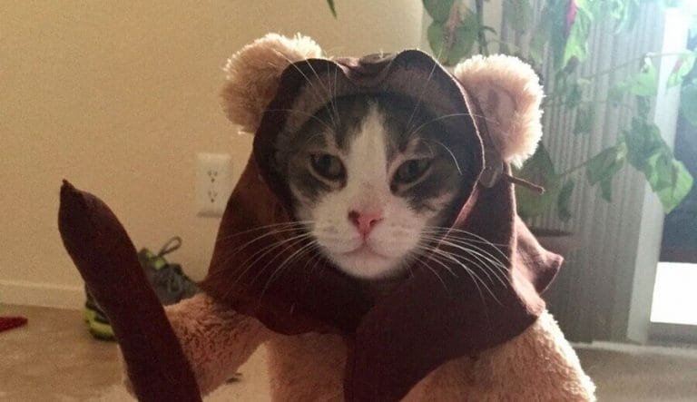 320 Cat Pun Names - Funny Cat Names - PetPress