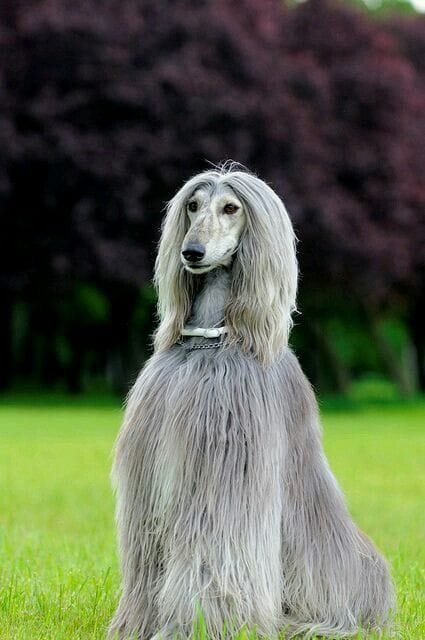 Top 5 Most Naughty Dog Breeds - PetPress