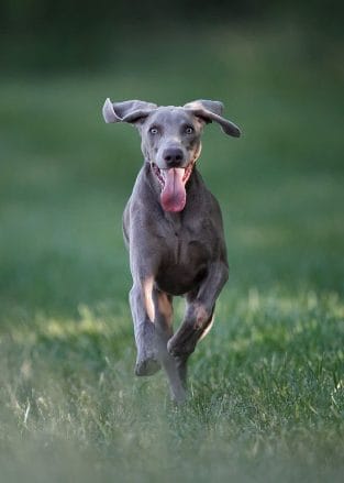 Top 8 Dog Breeds For Running - PetPress