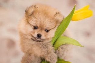 Top 15 Dog Breeds With The Most Beautiful Puppies - Page 2 of 3 - PetPress