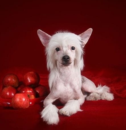 TOP 15 Most Exotic Dog Breeds In The World - Page 2 of 3 - PetPress