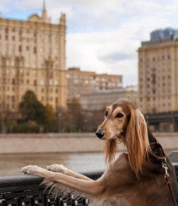 TOP 15 Most Exotic Dog Breeds In The World - Page 3 of 3 - PetPress