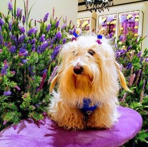 TOP 15 Most Exotic Dog Breeds In The World - PetPress