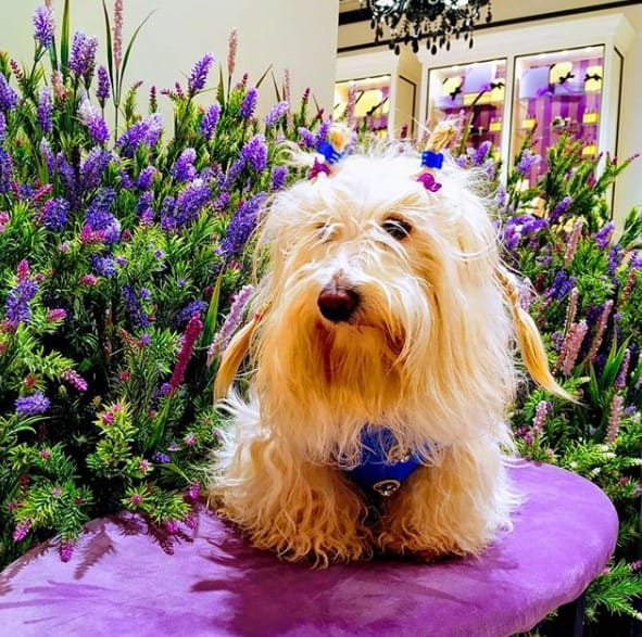 TOP 15 Most Exotic Dog Breeds In The World - PetPress