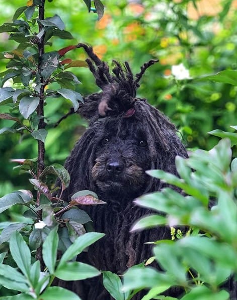 TOP 15 Most Exotic Dog Breeds In The World - PetPress