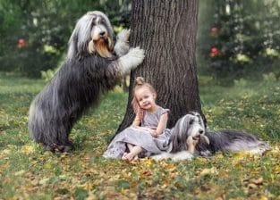 TOP 15 Most Exotic Dog Breeds In The World - PetPress