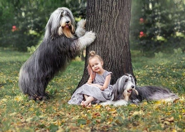 TOP 15 Most Exotic Dog Breeds In The World - PetPress