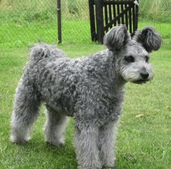TOP 15 Most Exotic Dog Breeds In The World - PetPress