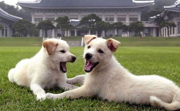 TOP 15 Most Exotic Dog Breeds In The World - Page 2 of 3 - PetPress