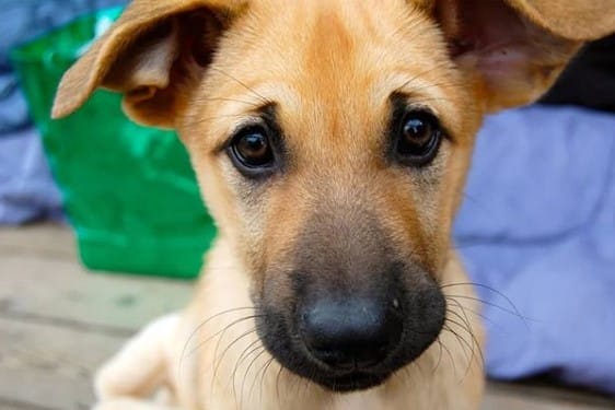 TOP 15 Most Exotic Dog Breeds In The World - Page 2 of 3 - PetPress