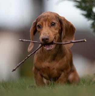 TOP 15 Most Popular Dog Breeds In The World - PetPress