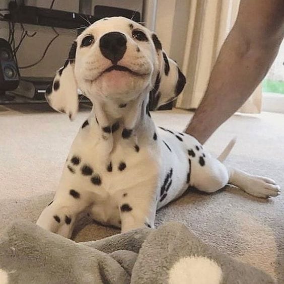 10 Incredibly Cute Pictures Of Smiling Dogs - PetPress
