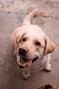 Top 10 Service Dog Breeds Guiding the Blind As The Seeing Eye