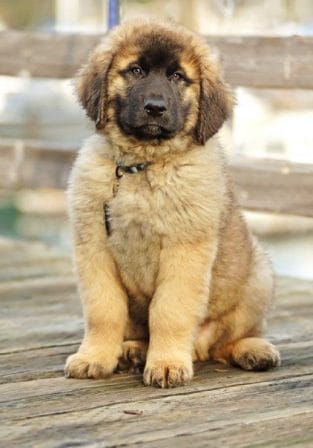 10 Dog Breeds From Germany - PetPress