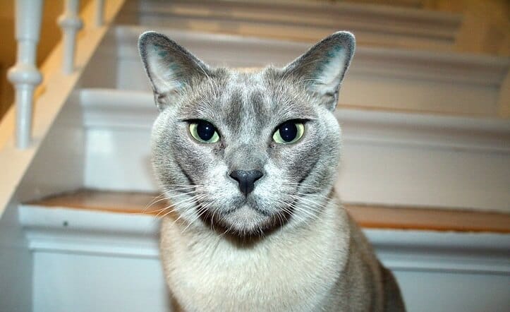 Grey Cat Names - Over 300 Great Ideas for Naming Your Grey Kitten ...