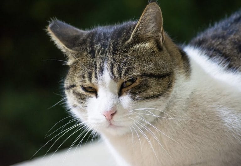 170+ Cool Villain Cat Names For Your Nefarious Kittens