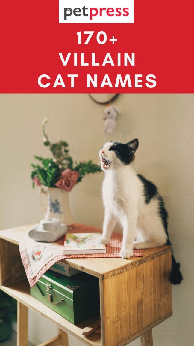 170+ Cool Villain Cat Names For Your Nefarious Kittens