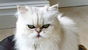 170+ Cool Villain Cat Names For Your Nefarious Kittens