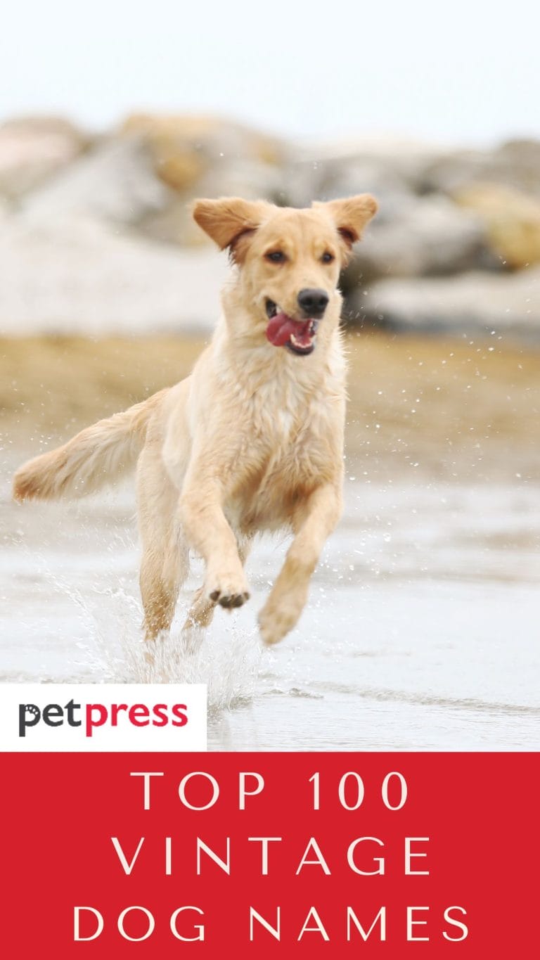 Top 100 Vintage Dog Names - PetPress