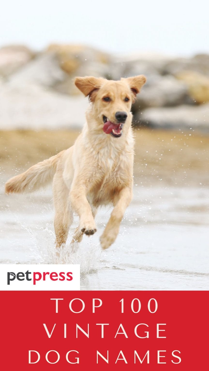 Top 100 Vintage Dog Names - PetPress