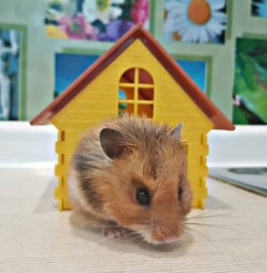 10 Best Small Rodents to Keep as Pets - PetPress
