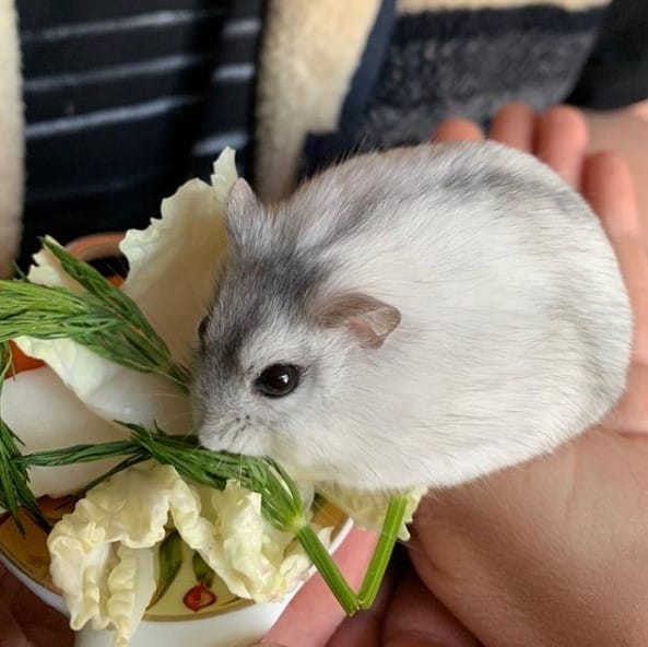 10 Best Small Rodents to Keep as Pets - PetPress