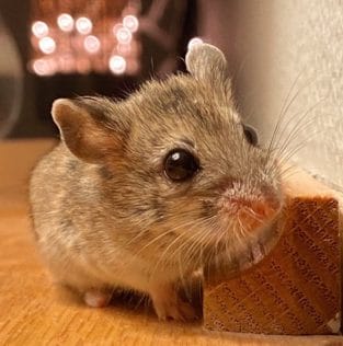 10 Best Small Rodents to Keep as Pets - PetPress