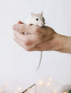 10 Best Small Rodents to Keep as Pets - PetPress