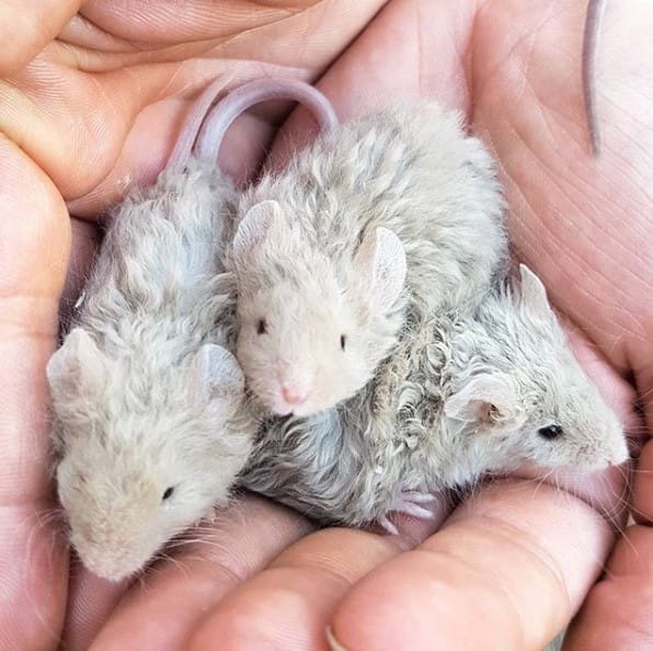 10 Best Small Rodents to Keep as Pets - PetPress