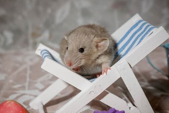 10 Best Small Rodents to Keep as Pets - PetPress