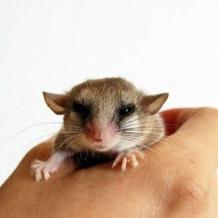 10 Best Small Rodents to Keep as Pets - Page 2 of 2 - PetPress