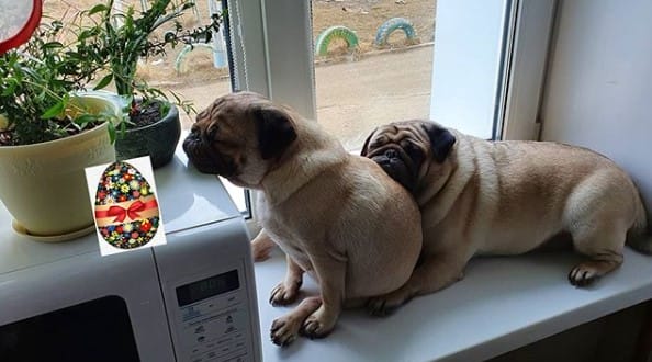 14 Pros And Cons Of Owning Pugs - PetPress