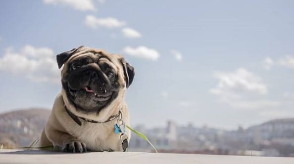 14 Pros And Cons Of Owning Pugs - Page 3 of 3 - PetPress