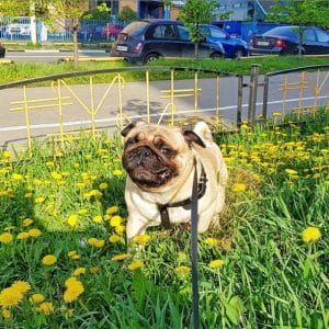 14 Pros And Cons Of Owning Pugs - PetPress