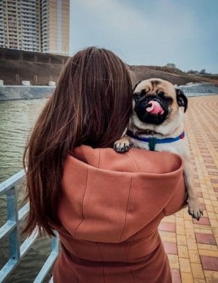 14 Pros And Cons Of Owning Pugs - PetPress