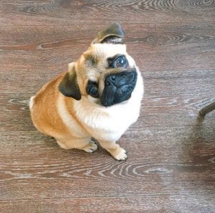 14 Pros And Cons Of Owning Pugs - PetPress