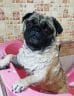 14 Pros And Cons Of Owning Pugs - PetPress