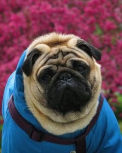 14 Pros And Cons Of Owning Pugs - PetPress