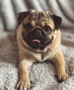 14 Pros And Cons Of Owning Pugs - Page 2 of 3 - PetPress
