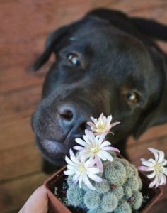 10+ Pros And Cons Of Labrador Retrievers - PetPress
