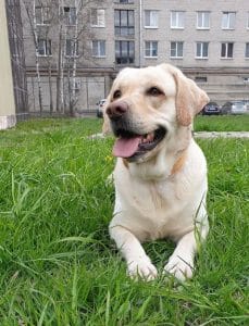 10+ Pros And Cons Of Labrador Retrievers - PetPress