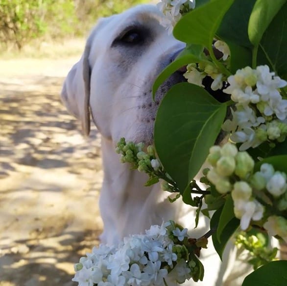 10+ Pros And Cons Of Labrador Retrievers - PetPress