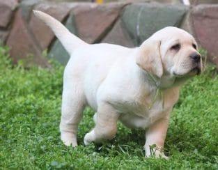 10+ Pros And Cons Of Labrador Retrievers - Page 2 of 3 - PetPress