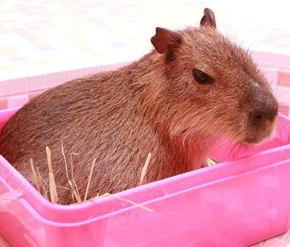 15 Exotic Animals That Are Chosen By People All Over The World As Pets ...