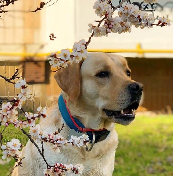 20 Most Spirited Breeds Of Dogs - PetPress